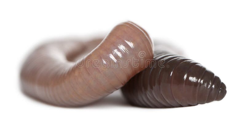 Aardworm, Terrestris Lumbricus Stock Foto - Image of panorama ...