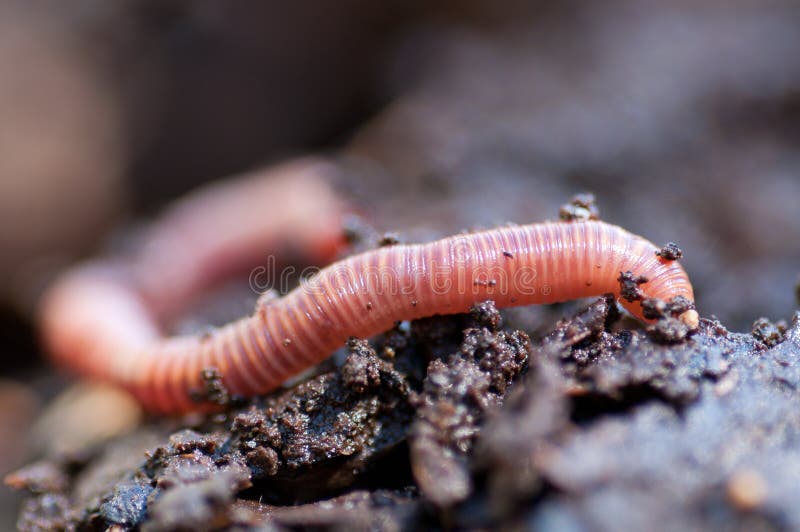 Aardworm stock foto. Image of worm, bruin, sluit, organisch - 9186264