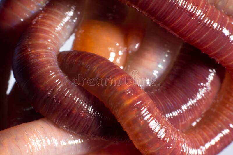Aardworm stock foto. Image of worm, bruin, sluit, organisch - 9186264