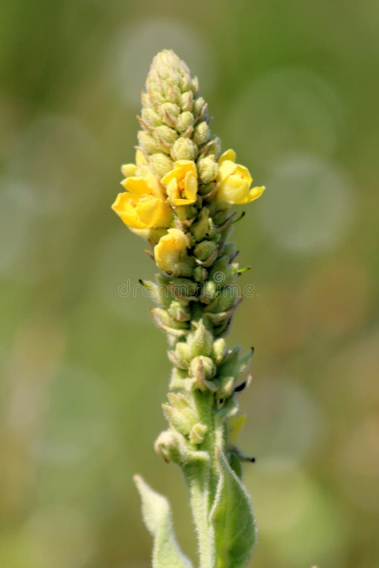 4,407 Mullein Stock Photos - Free & Royalty-Free Stock Photos from ...