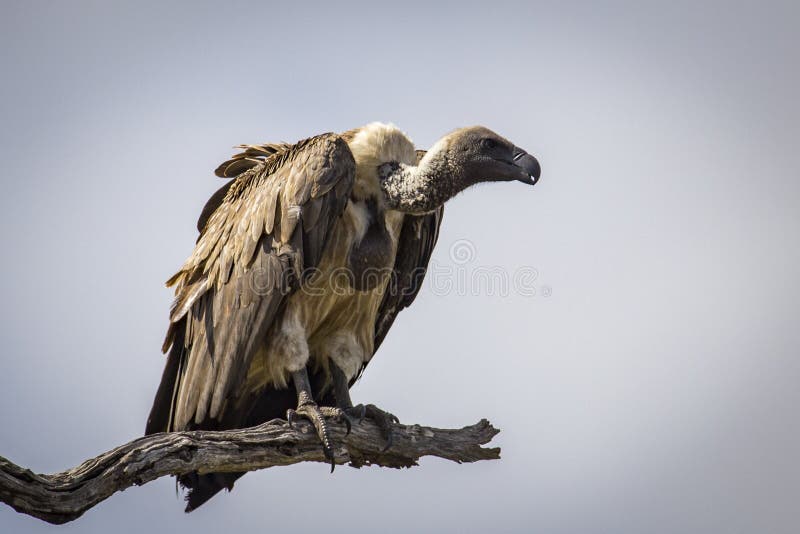 Aaseter stock foto. Afbeelding bestaande uit buiten - 113692422