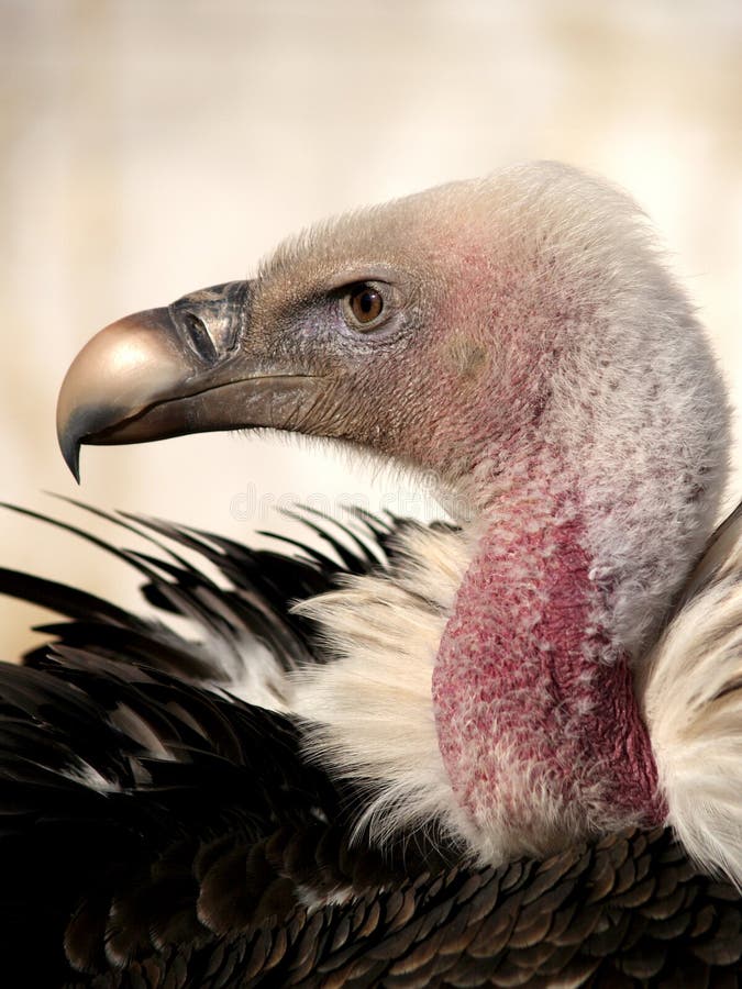 Aasvogel Stock Photos - Free & Royalty-Free Stock Photos from Dreamstime