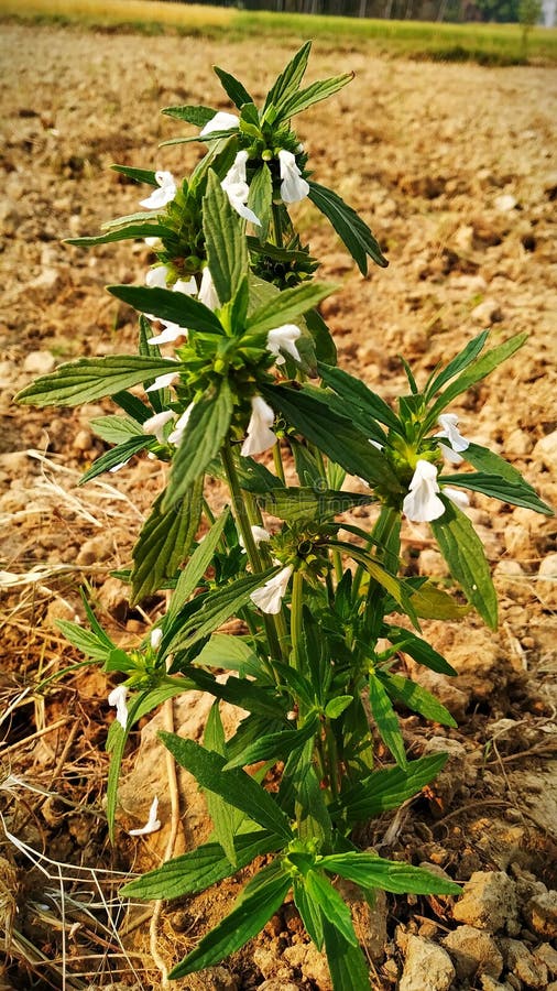 Aayurvedic medicine plant stock image. Image of plant - 176631837