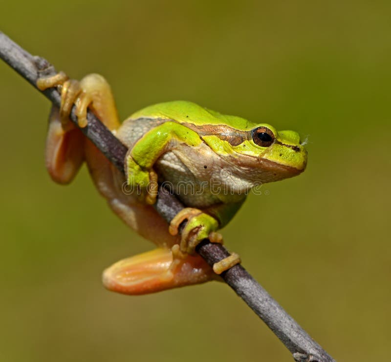 Żaba zdjęcie stock. Obraz złożonej z drzewo, flory, kumak - 37898082