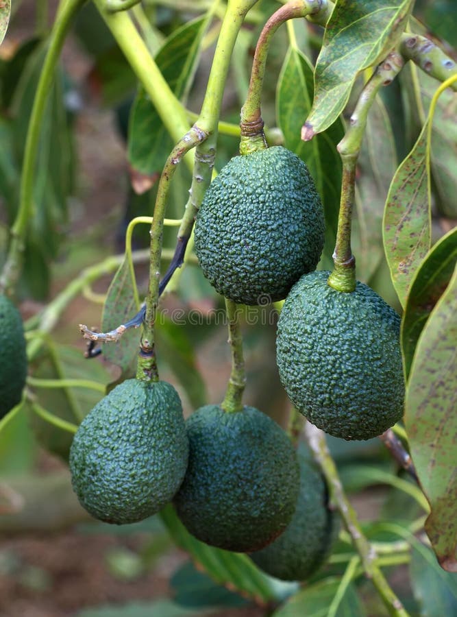 Árvore de abacate imagem de stock. Imagem de grande, jardim - 19946553