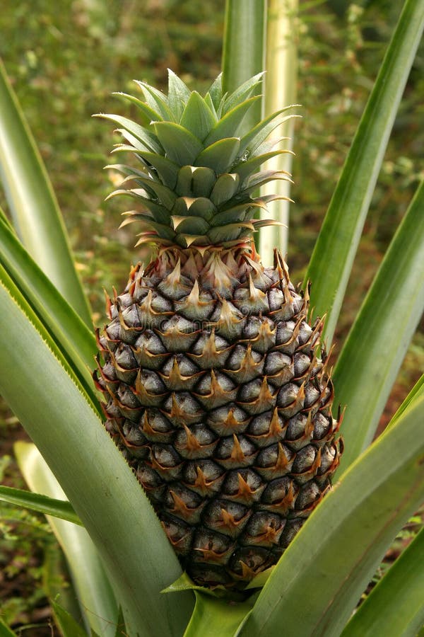 Abacaxi havaiano 2 foto de stock. Imagem de fruta, tropical - 6041702