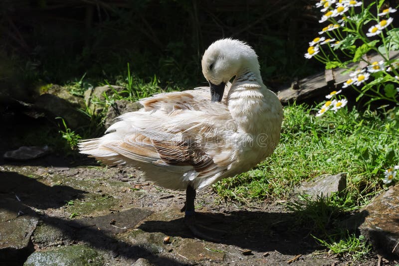 Abacot Ranger Duck Preening after Bathing in Back Yard. Stock Image ...