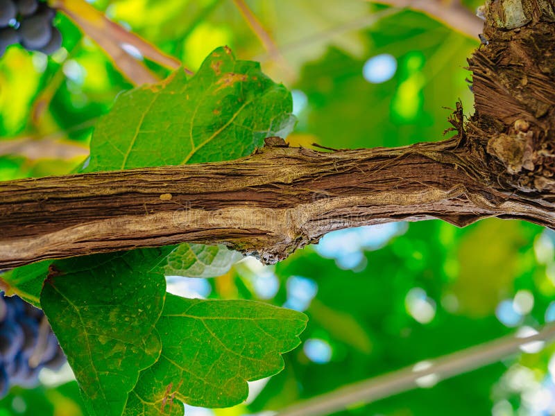 Detalhe Do Tronco Da Videira No Vinhedo Imagem de Stock - Imagem de ...