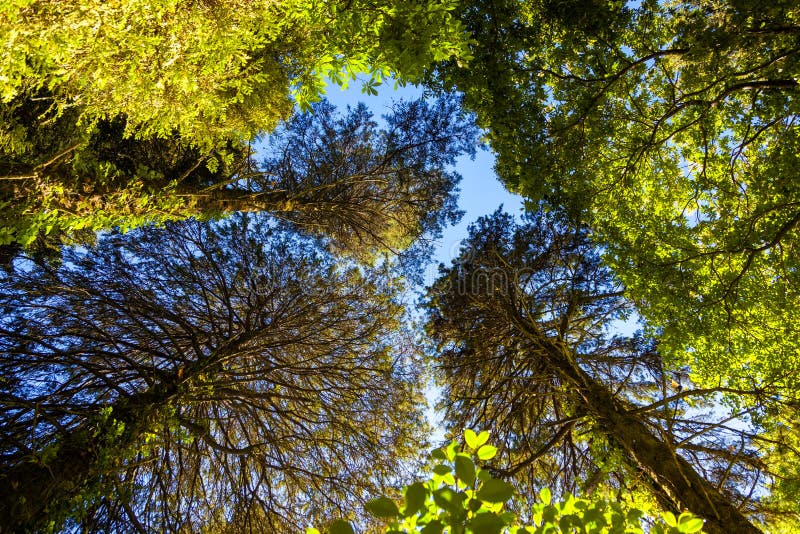 Copas De árvore Coloridas Na Floresta Da Queda Com O Sol Que Brilha ...