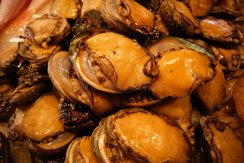 Abalone stock photo. Image of fishing, comfortable, fish - 18234250