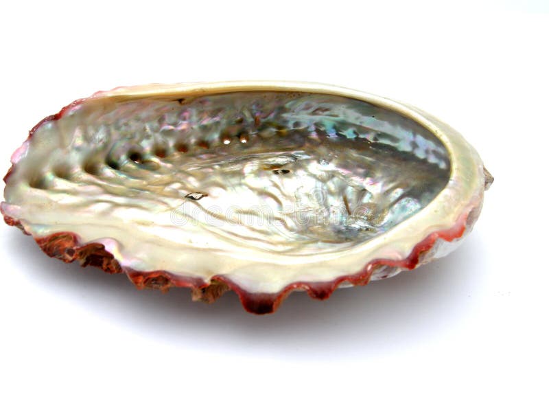 Abalone sea shells stock image. Image of invertebrates - 1159661