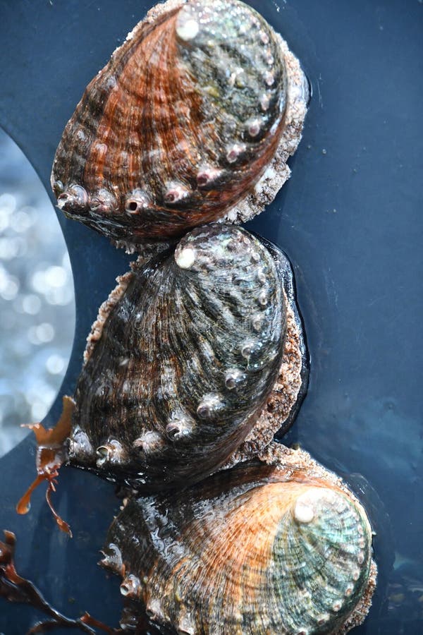Abalone on a Farm stock image. Image of food, healthy - 300351263