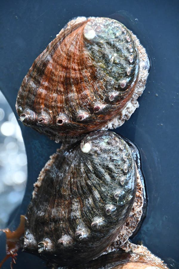 Abalone on a Farm stock image. Image of contrasts, animal - 300351313