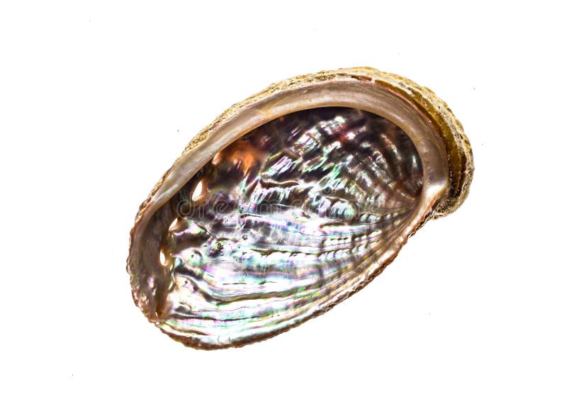 Abalone Shell stock image. Image of blue, pretty, rainbow - 20659913