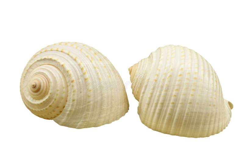 Haliotis Ovina Stock Photos - Free & Royalty-Free Stock Photos from ...