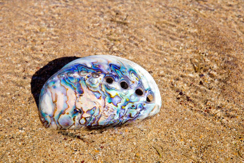 Abalone - Paua Shell on Beach Stock Image - Image of abstract, zealand ...