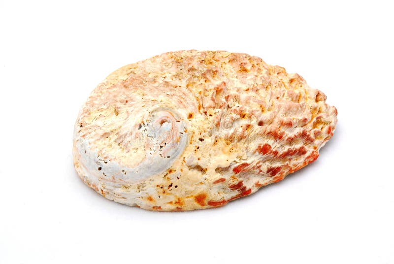Abalone sea shell stock image. Image of haliotis, marine - 8042021