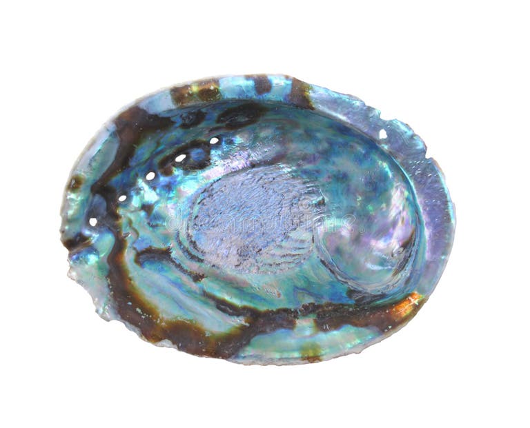 Abalone Shell stock image. Image of blue, pretty, rainbow - 20659913