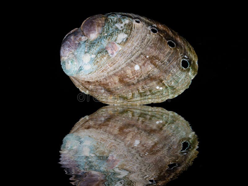 Abalone shell stock photo. Image of isolated, molluscs - 38116668