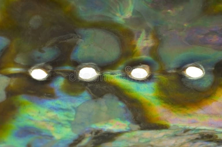 Abalone shell detail stock image. Image of abalone, paua - 4840117