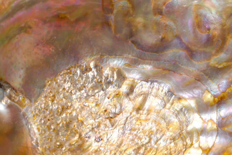 Abalone Shell in Detail stock photo. Image of paua, iridescent - 67505008
