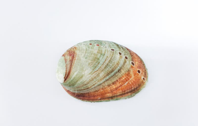 Abalone shell stock photo. Image of marinelife, shell - 65237468