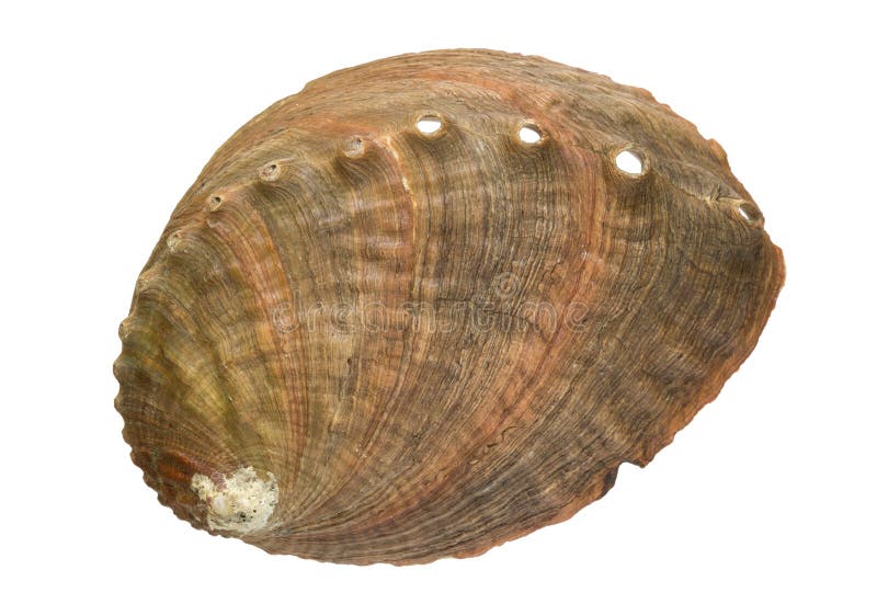 Abalone Shell stock photo. Image of abalone, haliotidae - 40127992