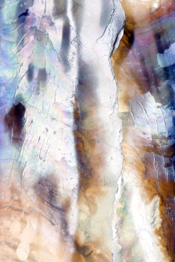 Closeup of Abalone Shell stock photo. Image of ocean, paua - 5443172