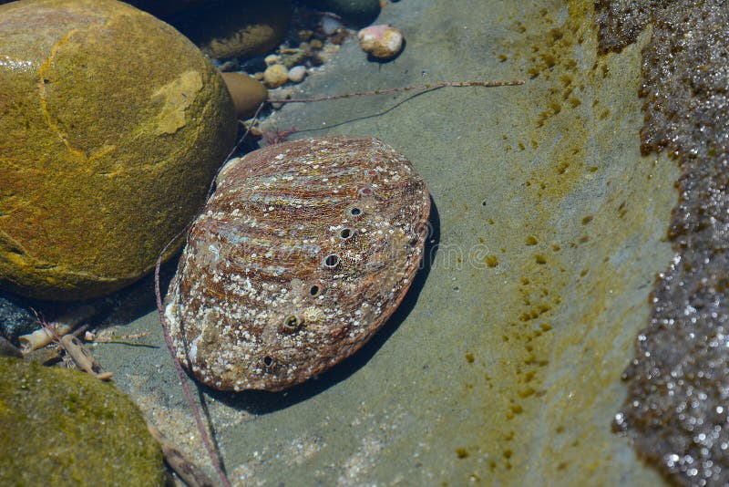 Abalone Shell in the Tide Pools in Laguna Beach, California Stock Image ...