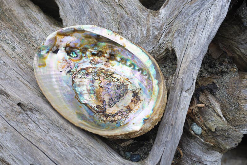 Abalone Shell and Weathered Driftwood Stock Image - Image of pearl ...