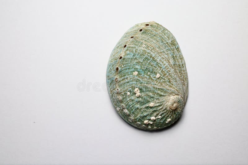 Abalone Shell on White Background Stock Image - Image of background ...