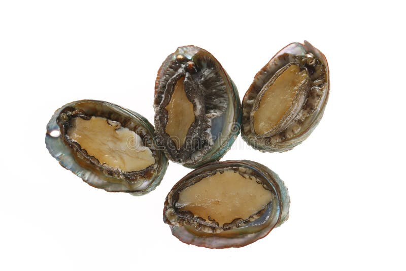 Abalone Shellfish on a White Background Stock Image - Image of fresh ...