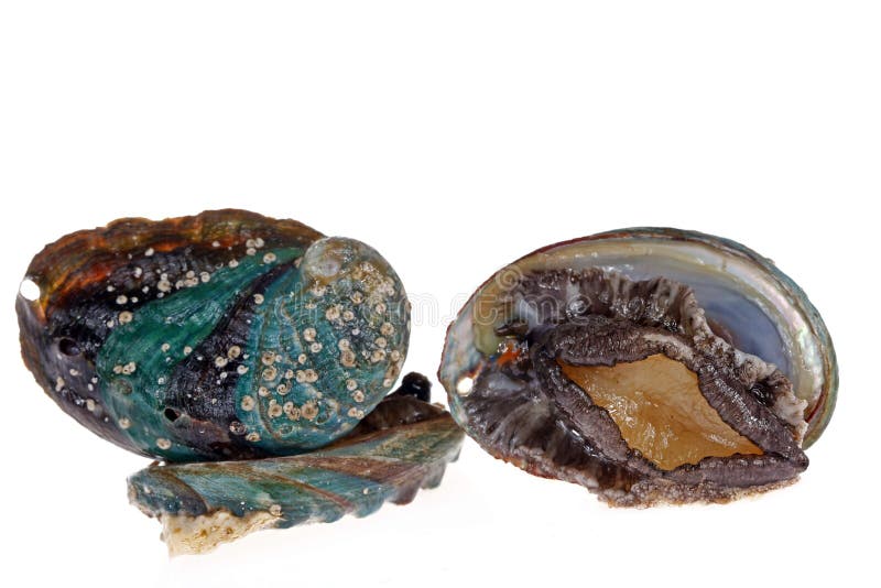Abalone Shellfish on a White Background Stock Image - Image of chef ...