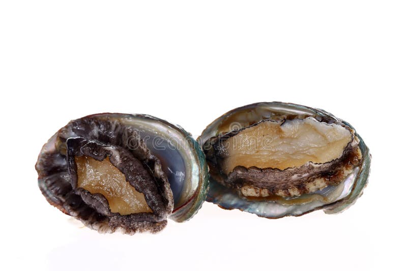 Abalone Shellfish on a White Background Stock Image - Image of ...