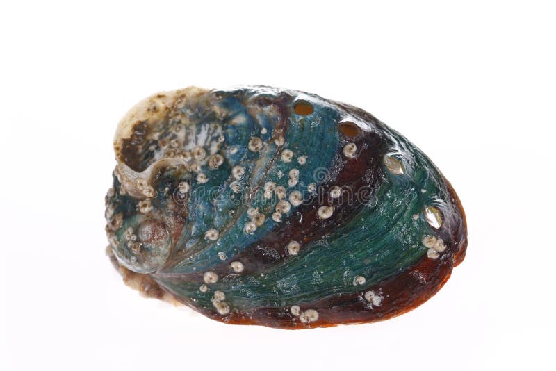 Abalone Shellfish on a White Background Stock Photo - Image of ...