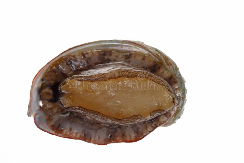 Abalone Shellfish on a White Background Stock Photo - Image of healthy ...