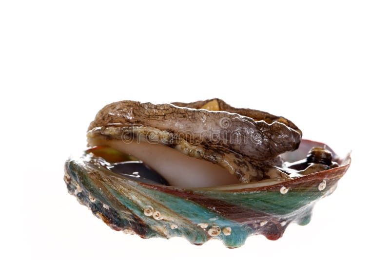 Abalone Shellfish on a White Background Stock Photo - Image of abalone ...