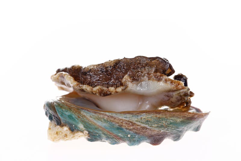 Abalone Shellfish on a White Background Stock Photo - Image of abalone ...