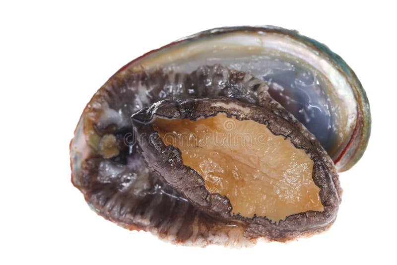 Abalone Shellfish on a White Background Stock Photo - Image of ...