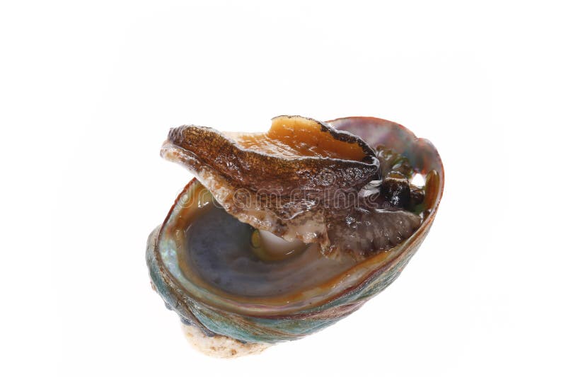 Abalone Shellfish on a White Background Stock Photo - Image of hotel ...