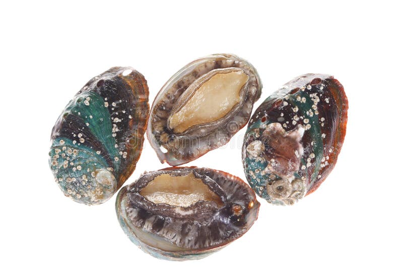 Abalone Shellfish on a White Background Stock Image - Image of ...