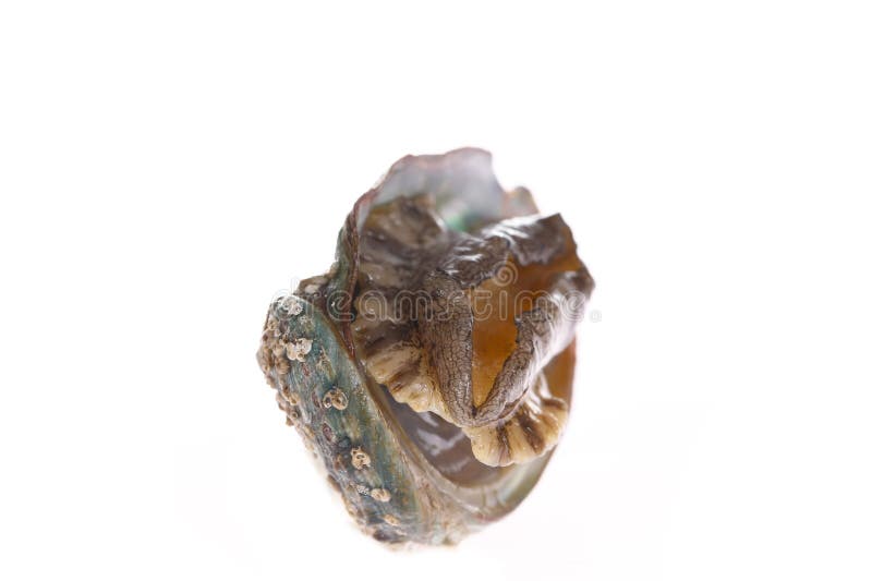 Abalone Shellfish on a White Background Stock Image - Image of ...