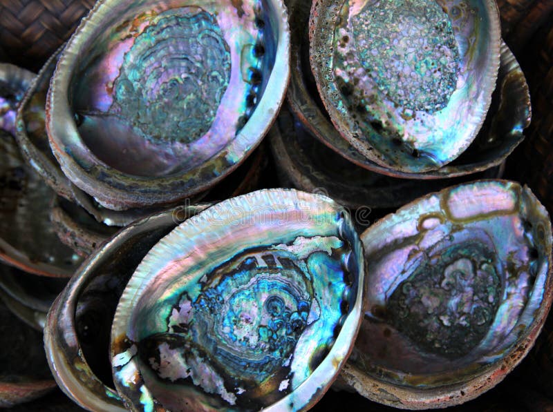 Abalone sea shells stock image. Image of invertebrates - 1159661