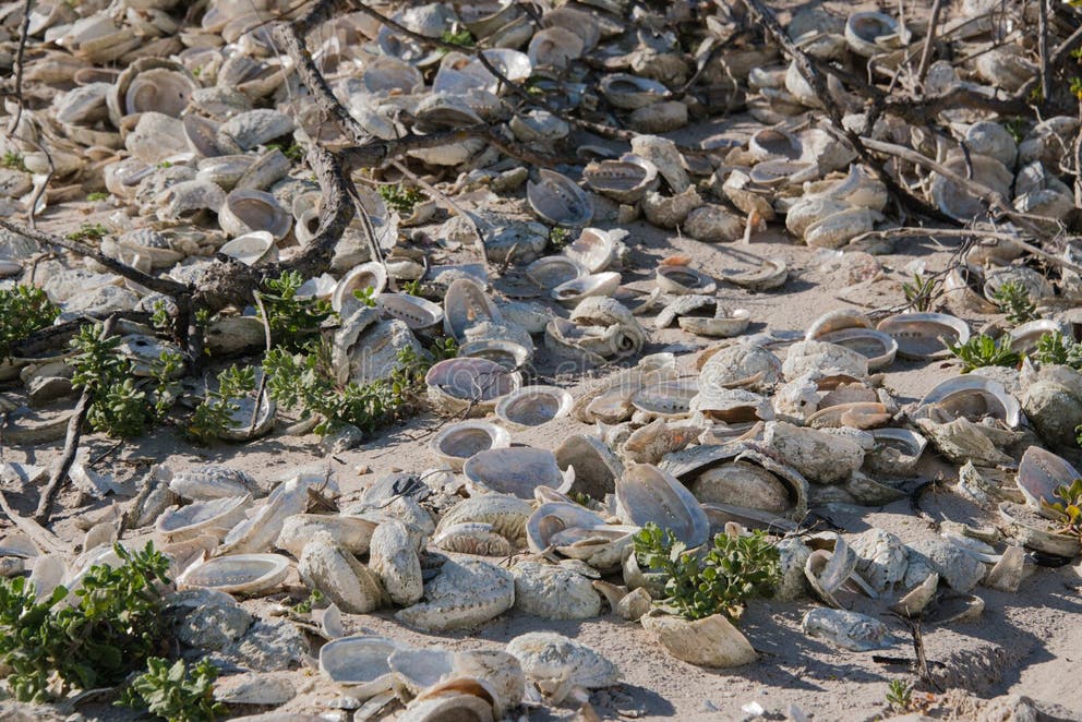 Abalone shells on a beach stock photo. Image of shells - 66409100