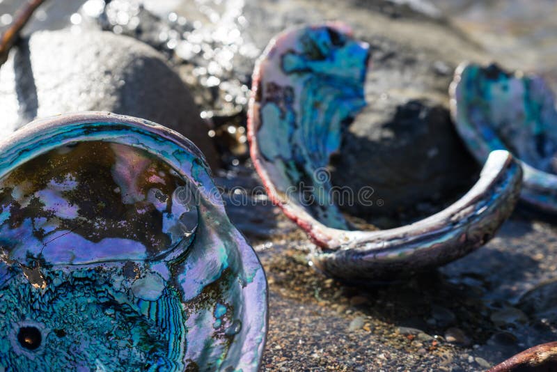 Abalone Shells on the Northern California Coast Stock Photo - Image of ...