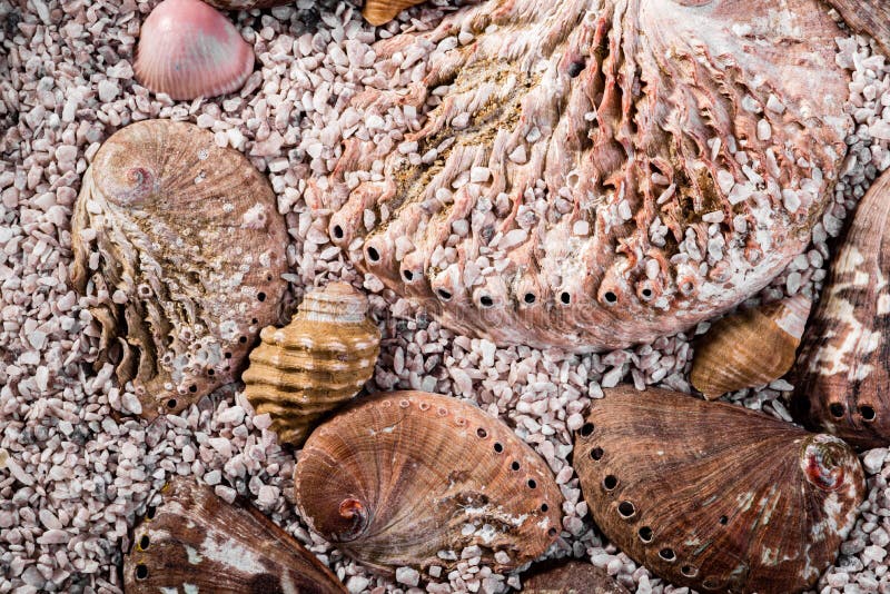 Abalone Shells stock image. Image of shells, group, urchin - 51836303