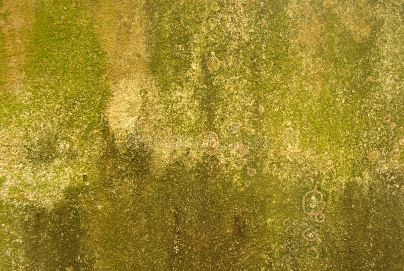 Abandon Wall Full with Green Algae Texture Background Stock Photo ...