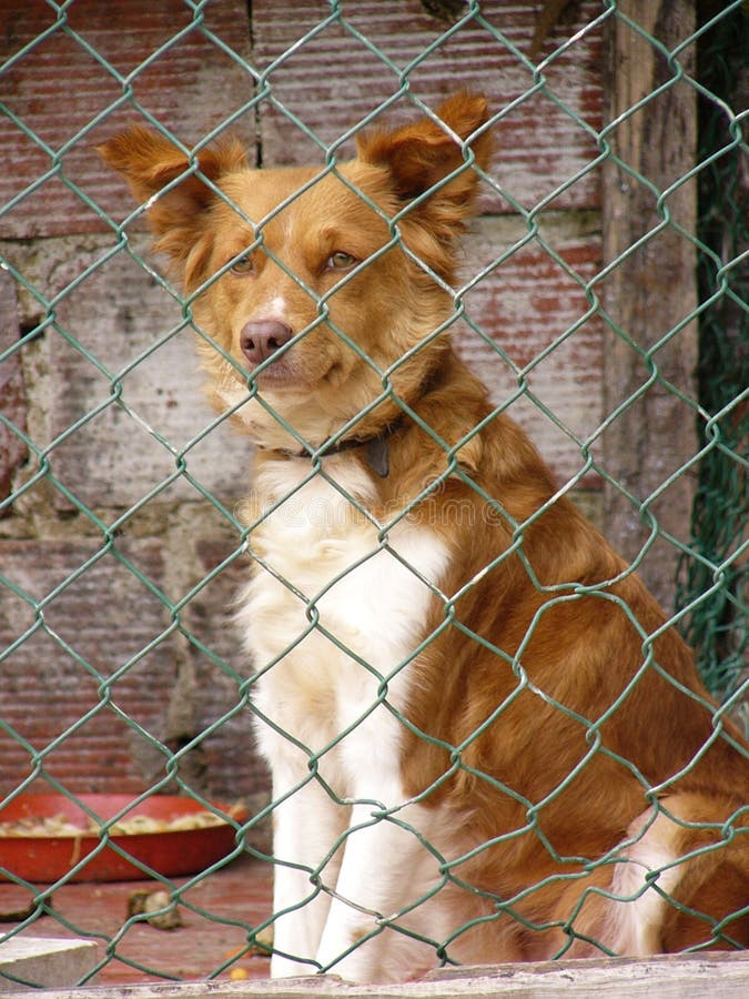 Abandonado imagen de archivo. Imagen de enjaulado, encarcelado - 52563