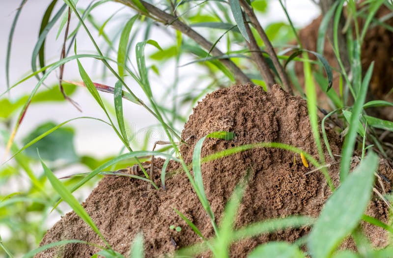 Abandoned Ant Hill Inside of the Forest with Selective Focus Stock ...