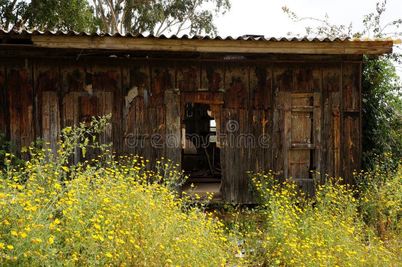 Abandoned Barn and Old Stuff Stock Photo - Image of board, rural: 250464874
